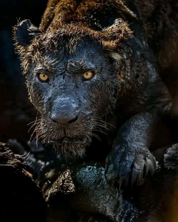 Joyful WarriorBear on Spoutible