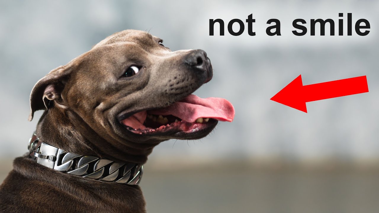 Real Dog Smiles