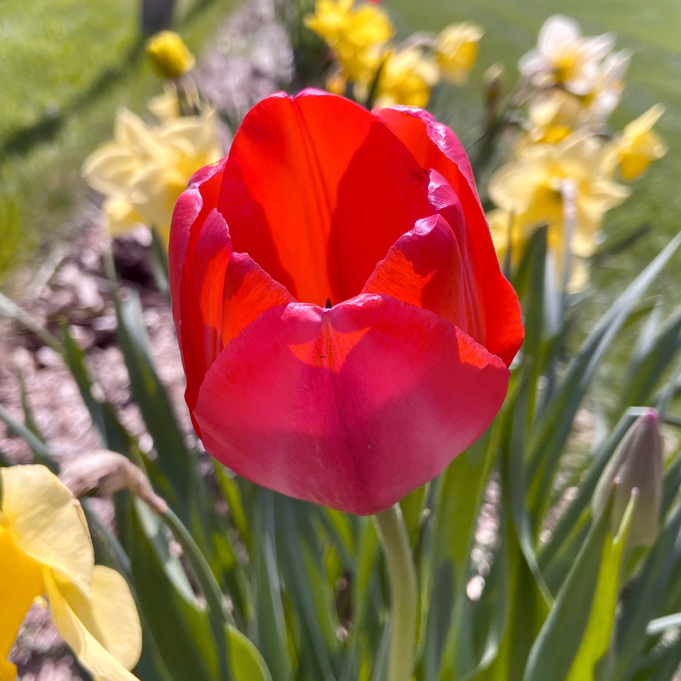 Sandra Macaulay Robinson