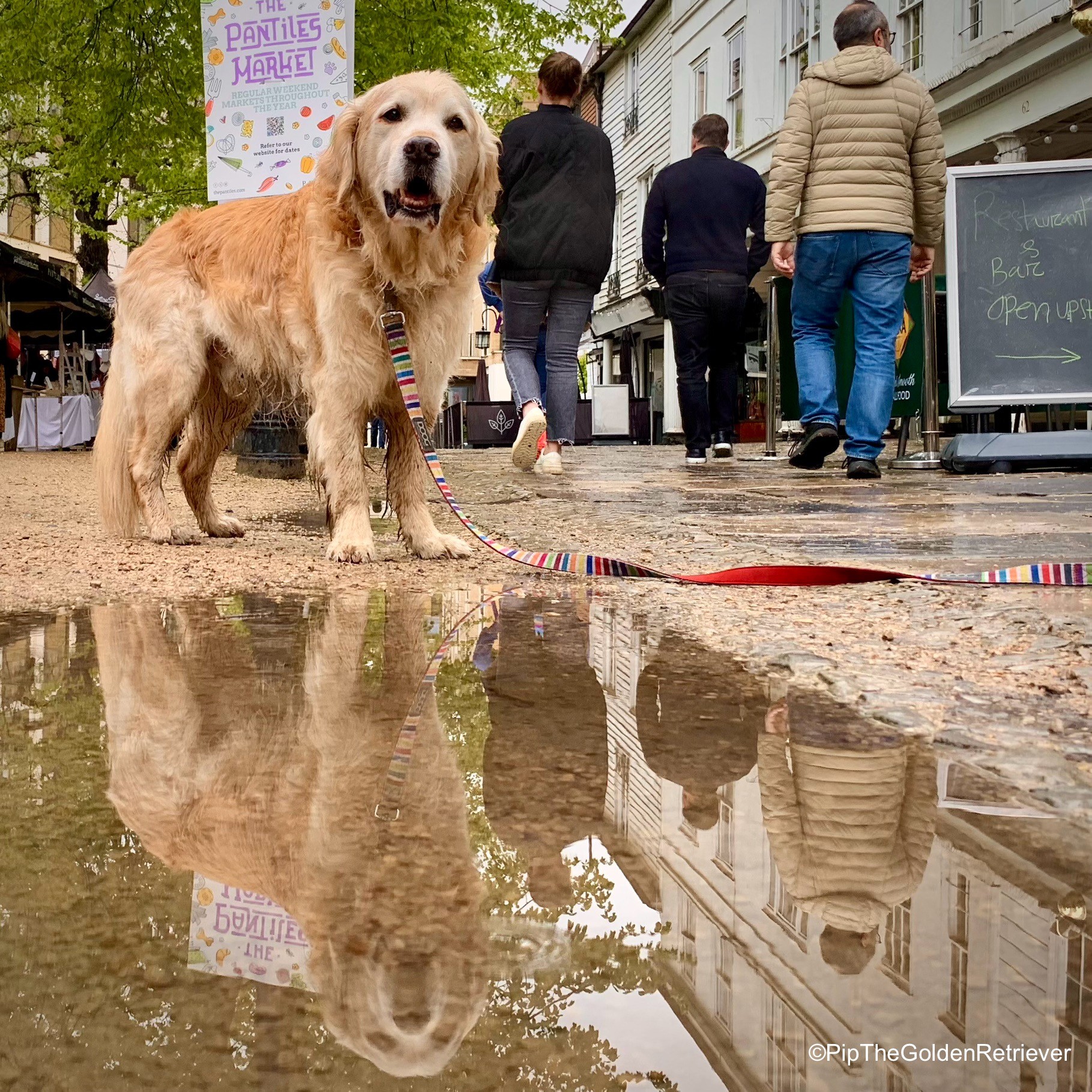 Pip The Golden Retriever